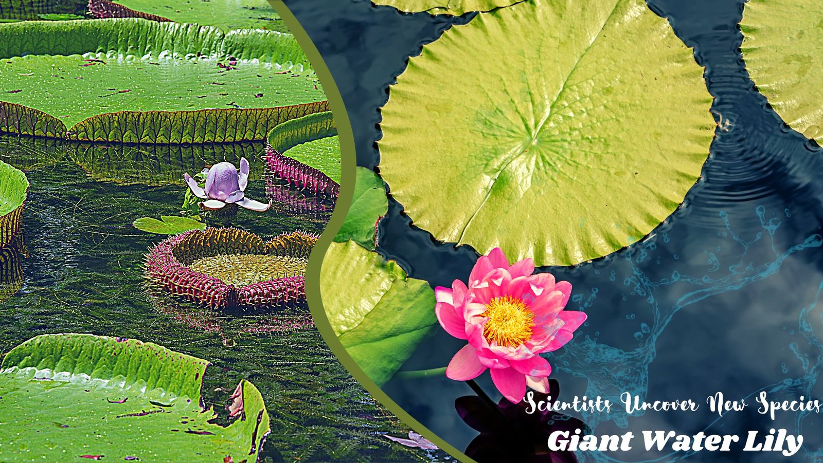 Scientists Uncover New Species: Giant Water Lily - AUN News
